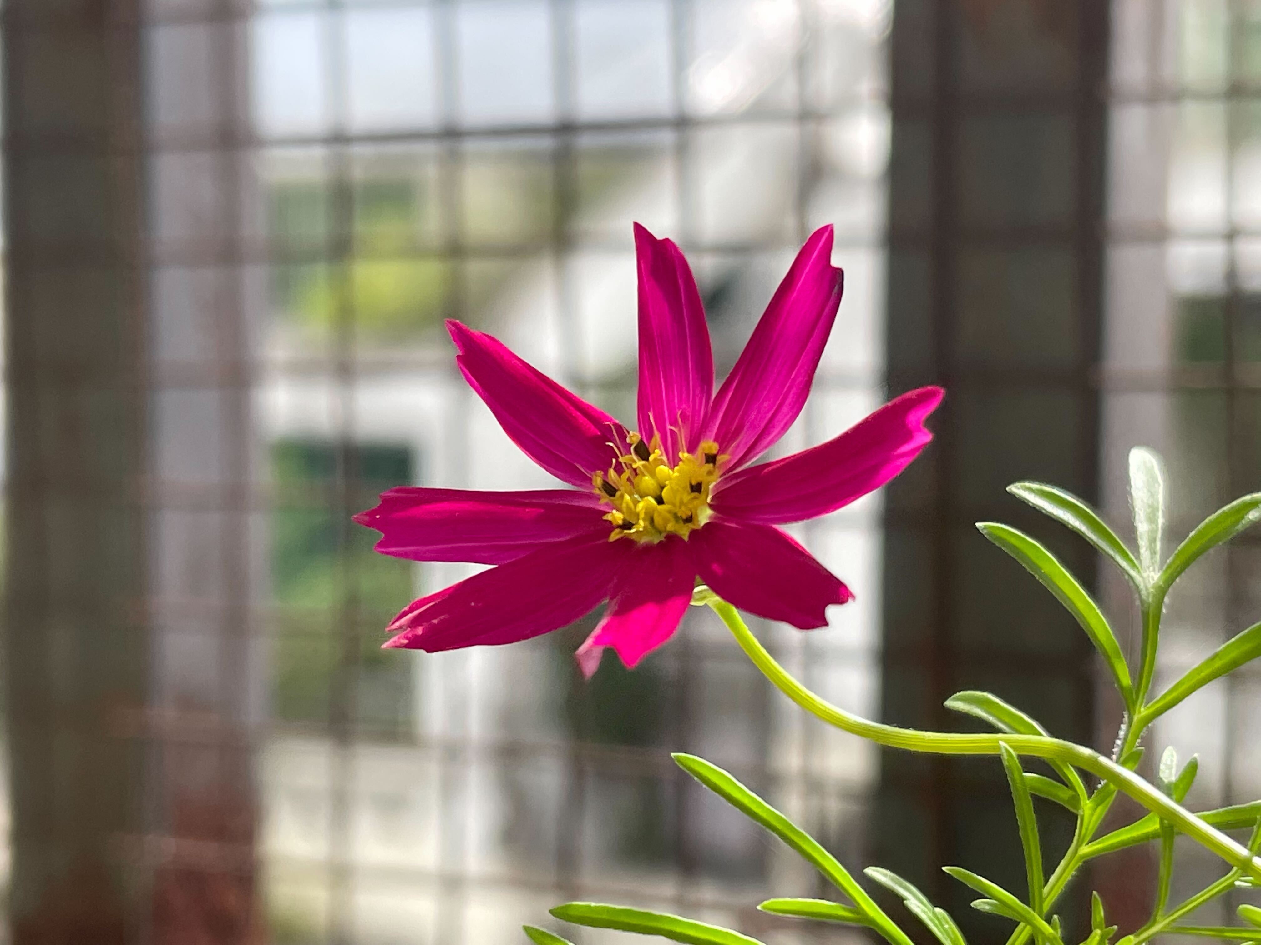 Coloring Page Generator | Start Creating - Super Easy